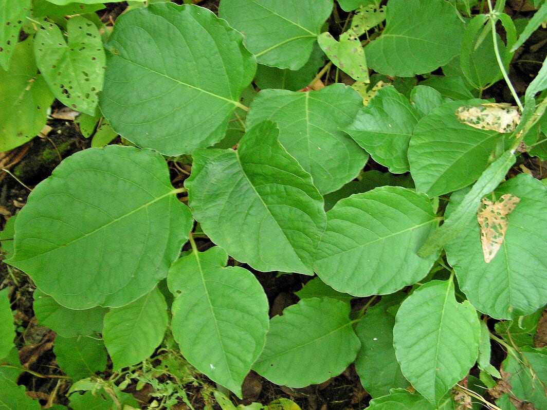 Identifying Other Types of Knotweed in the UK