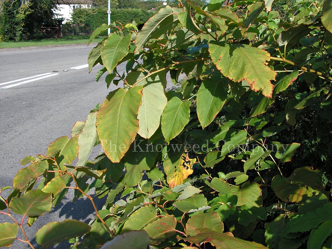 Identifying Other Types of Knotweed in the UK